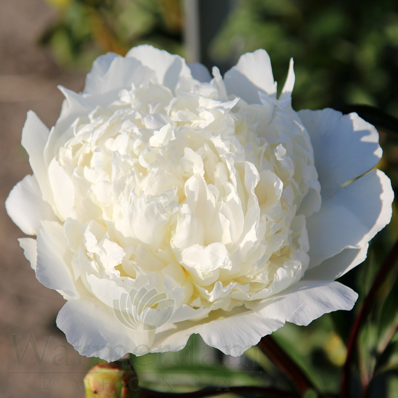 P. lactiflora variety
