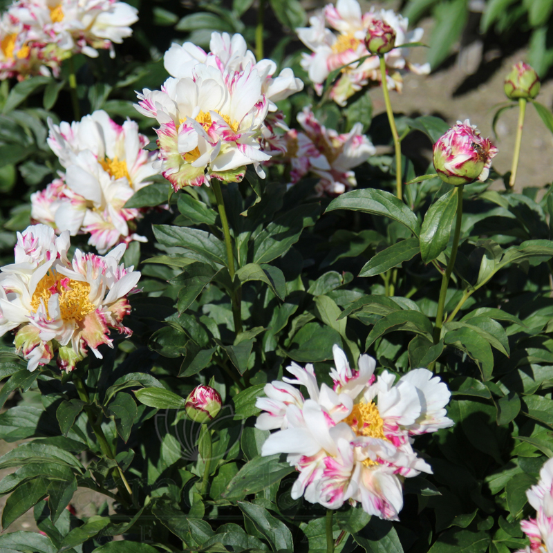 Unable to fetch data.