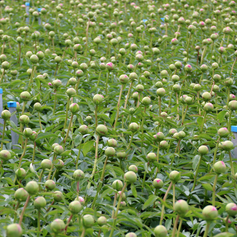 Unable to fetch data.