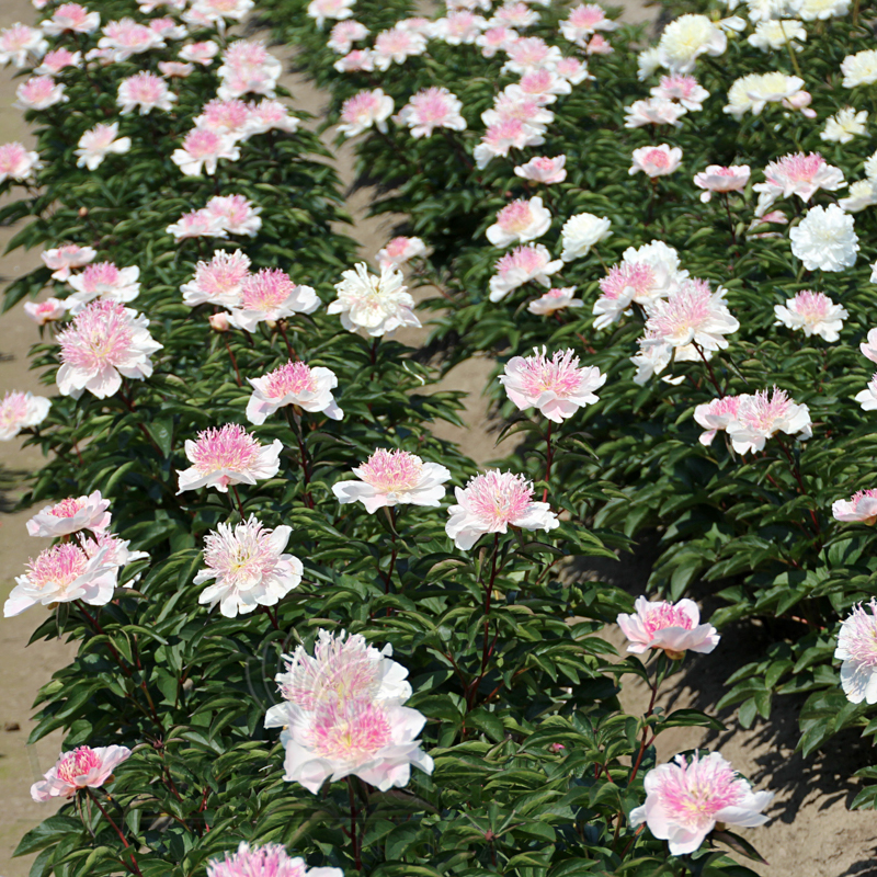 Unable to fetch data.