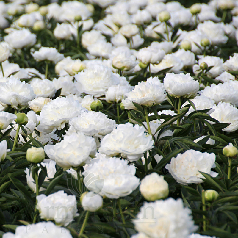 Unable to fetch data.