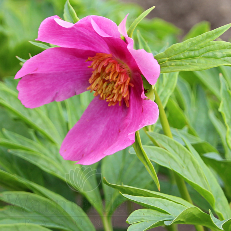 veitchii var. woodwardii