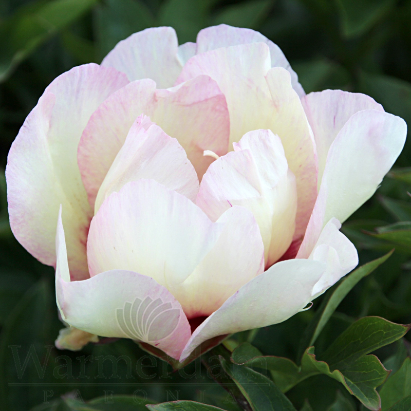 Unable to fetch data.