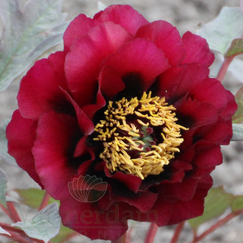 Unable to fetch data.