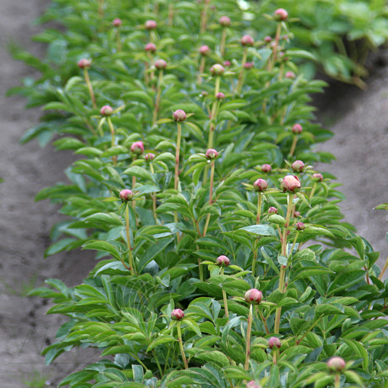 Unable to fetch data.