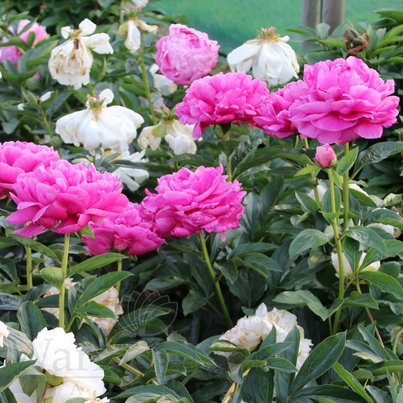 Unable to fetch data.