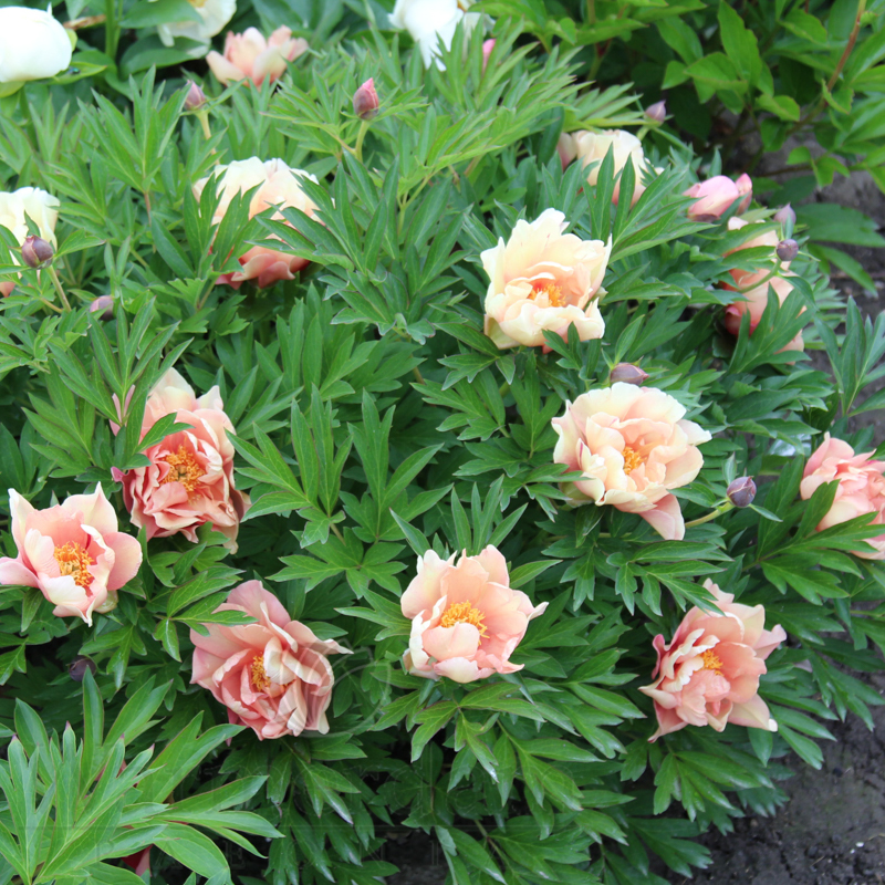 Unable to fetch data.