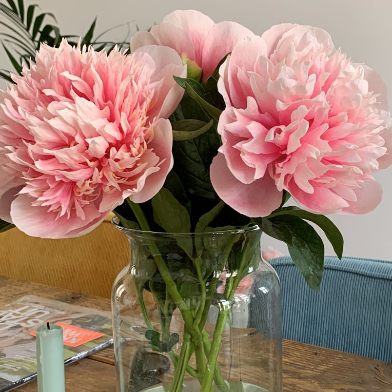 Warmerdam Paeonia B.V.