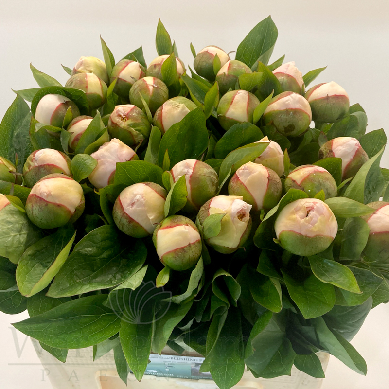 https://cdn.paeoniapassion.com/images/cut-flowers/BP02.jpg