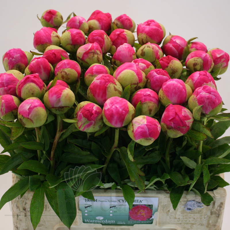 https://cdn.paeoniapassion.com/images/cut-flowers/CYT02.jpg