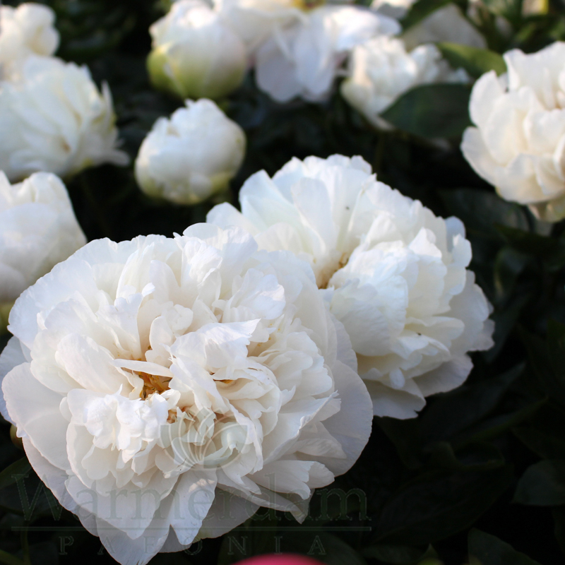 https://cdn.paeoniapassion.com/images/cut-flowers/GL08.jpg